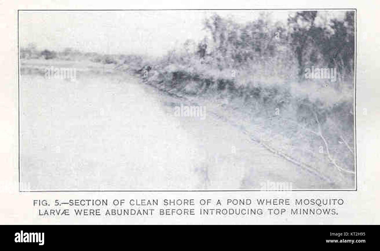 35029 Section of clean shore of a pond where mosquito larvae were ...
