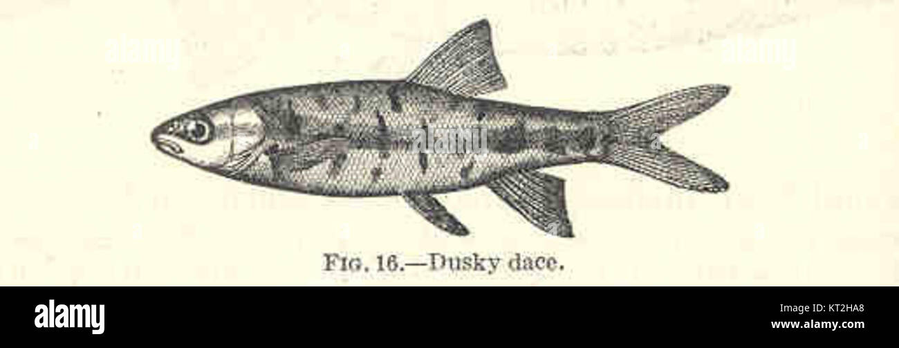 Dace illustration hi-res stock photography and images - Alamy