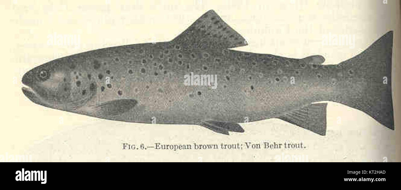 The European Brown Trout, identified as species 35061, is a significant ...