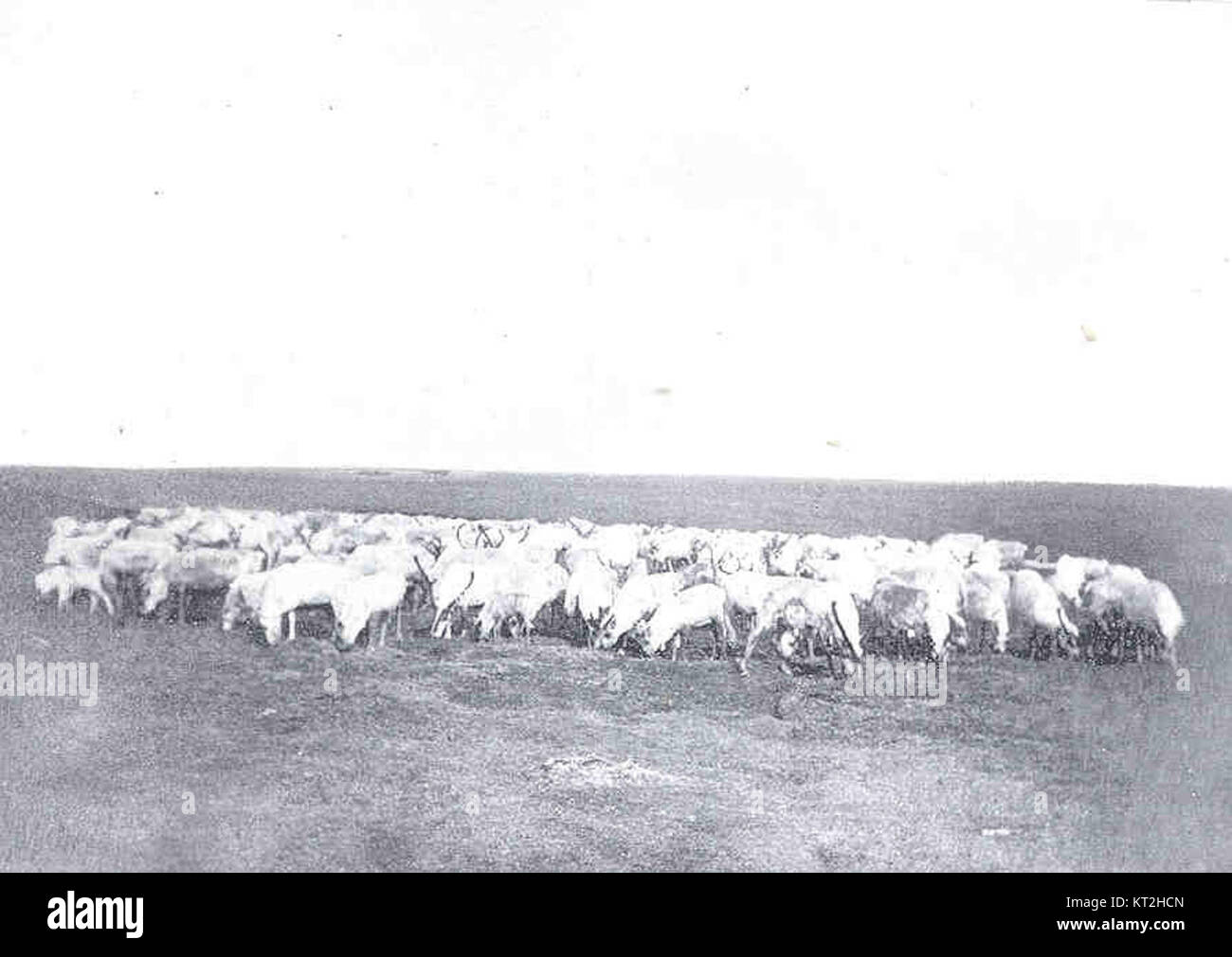 A reindeer herd grazing during the summer at Point Barrow, Alaska, in ...