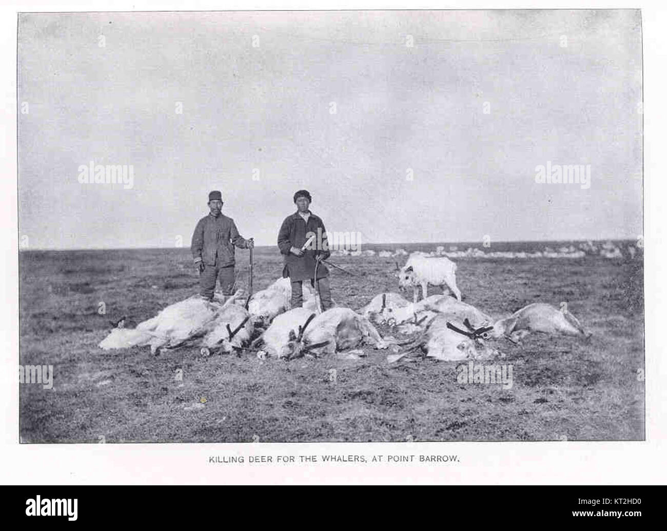 This historical image captures a scene of deer hunting for the whalers ...