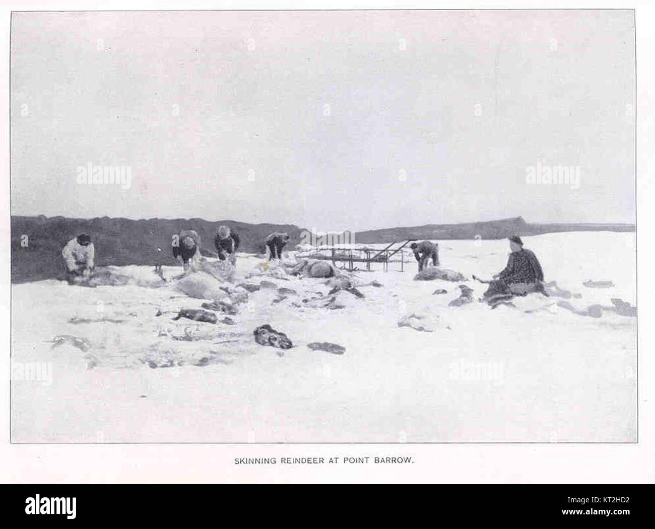 An early 20th-century photograph depicting Indigenous hunters skinning ...