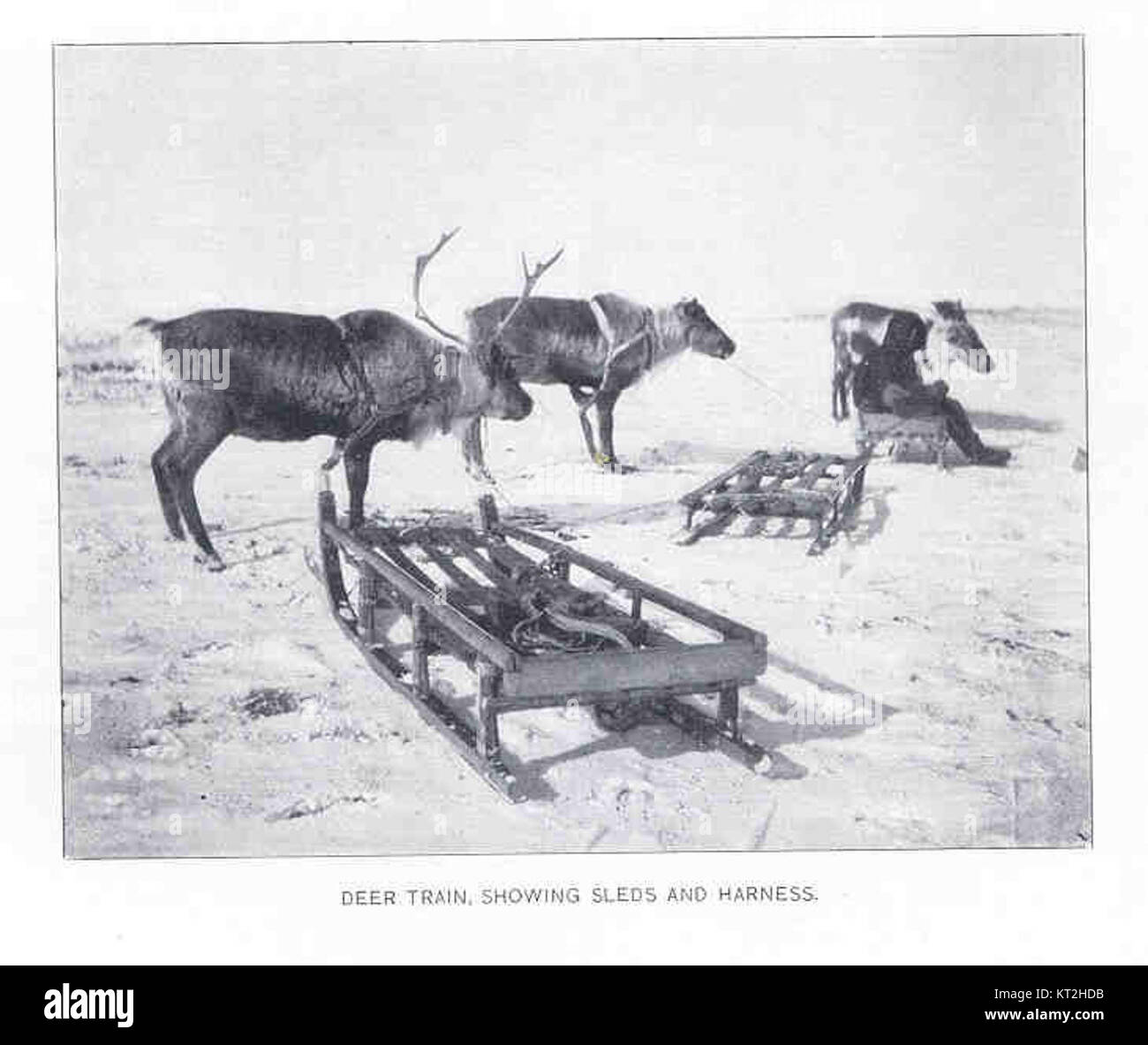 35135 Deer Train represents a traditional method of transport involving ...