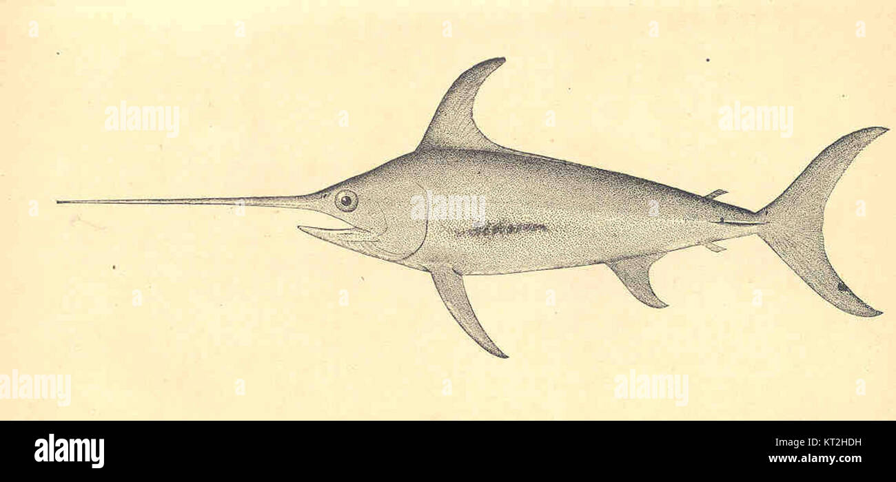 Xiphias gladius, commonly known as the swordfish, is a large predatory ...