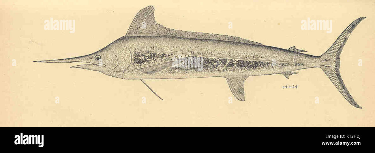 35152 Western Atlantic Spear-Fish, Tetrapturus albidus, Poey Stock ...