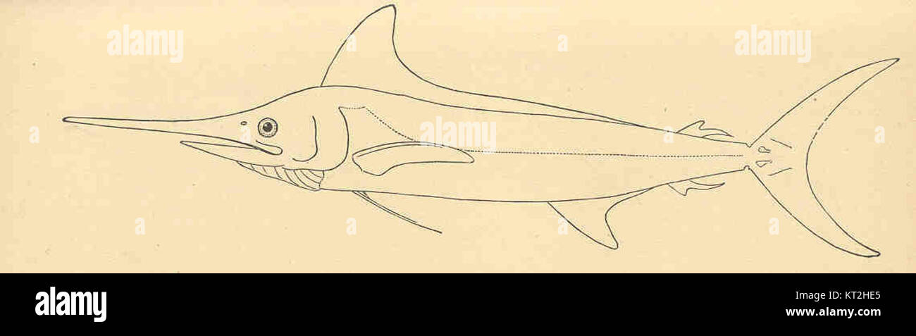 Tetrapturus albidus hi-res stock photography and images - Alamy