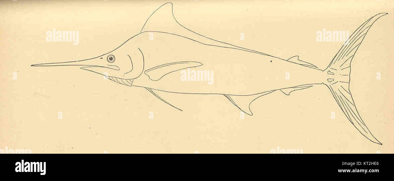 35156 Cuban Spear-Fish, Tetrapturus amplus Stock Photo - Alamy