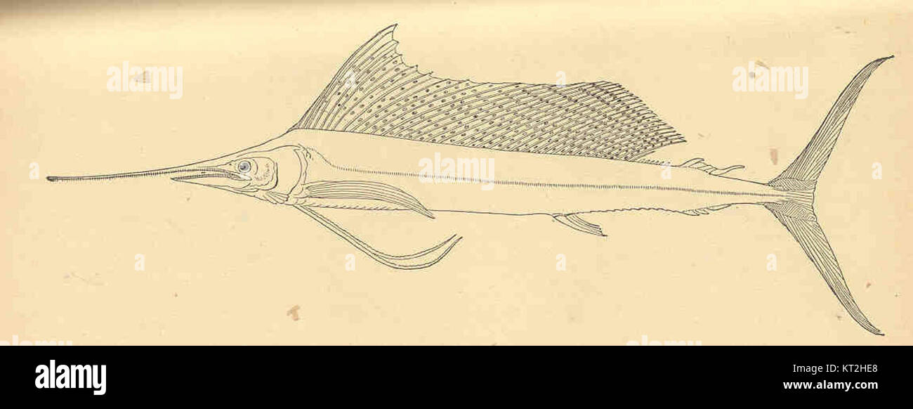 35160 Old World Sail-fish, Histiophorus gladius Stock Photo - Alamy