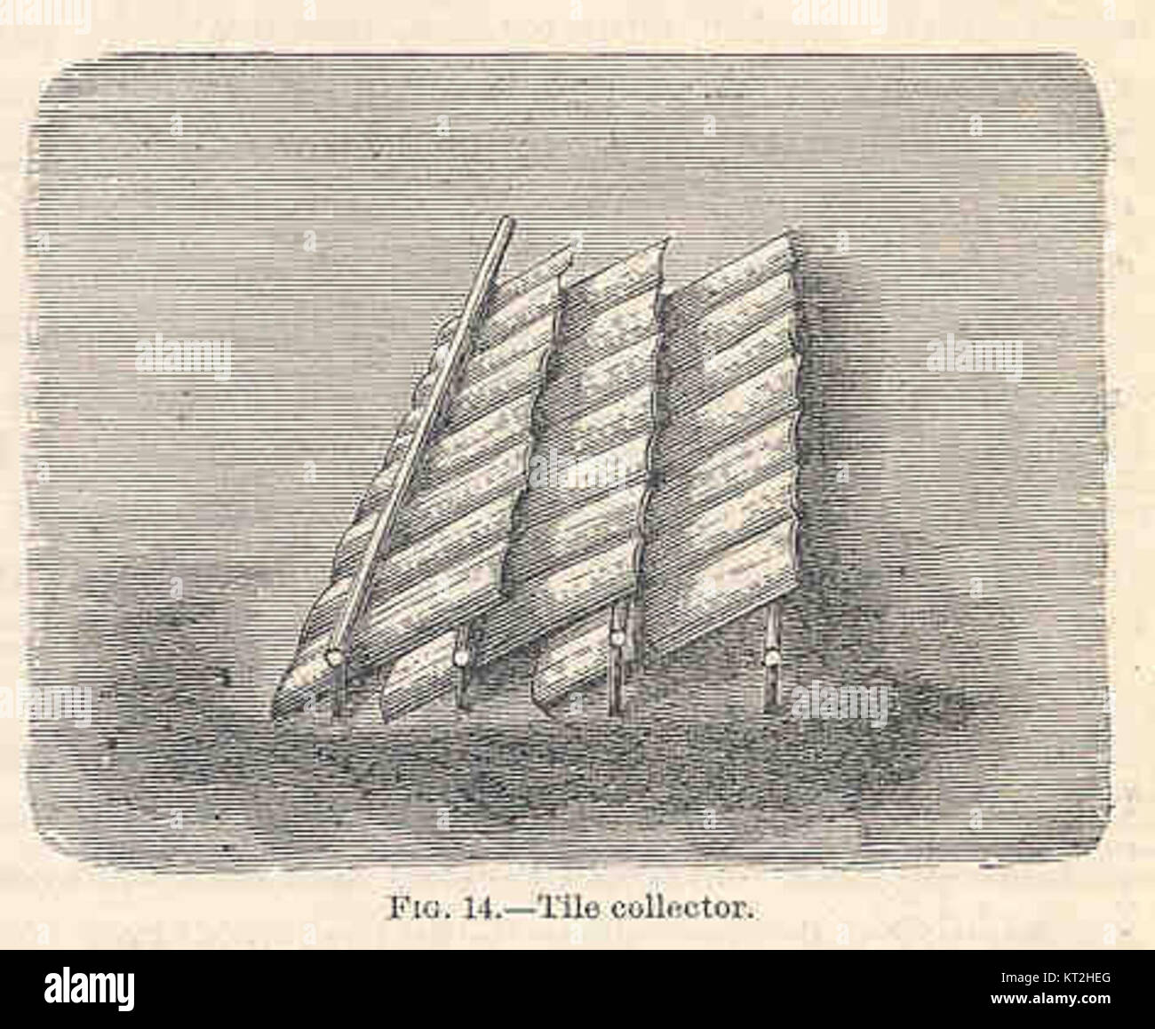 *Tile Collector* refers to a person or collection of various tiles ...