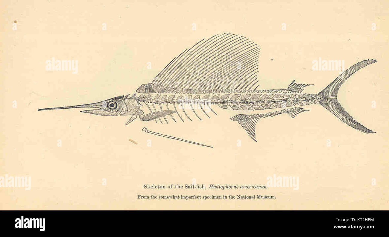 Photograph of the skeleton of the sailfish (*Histiophorus americanus ...