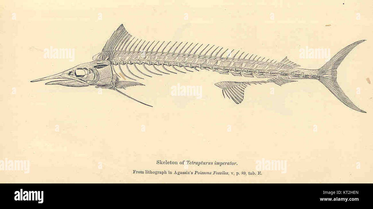 The skeleton of Tetrapturus imperator, a species of marlin, is a ...
