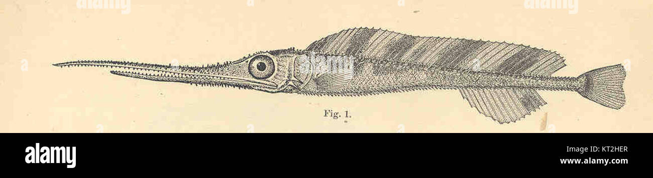 A scientific image of a young swordfish, measuring 37mm in length ...