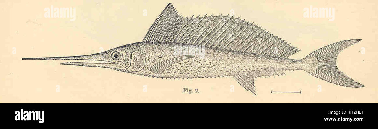 The young swordfish, measuring 12 inches in length, is a juvenile stage ...