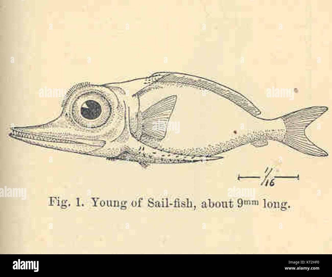 35175 Young of Sail-Fish about 9 mm Long Stock Photo - Alamy