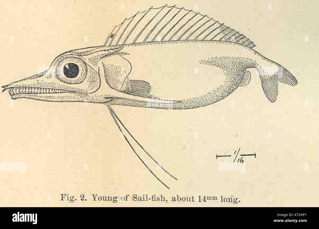 This image shows the young of Sailfish, approximately 14 mm in length ...