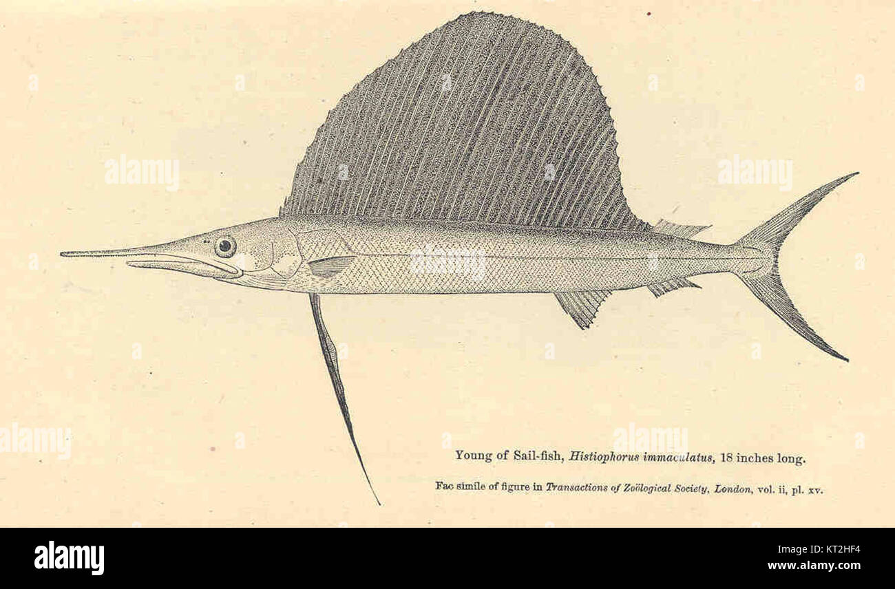 The young of the sailfish, Histiophorus immaculatus, measured at 18 ...