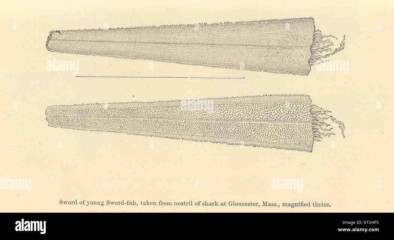 This photograph documents the unique capture of a sword from a young ...