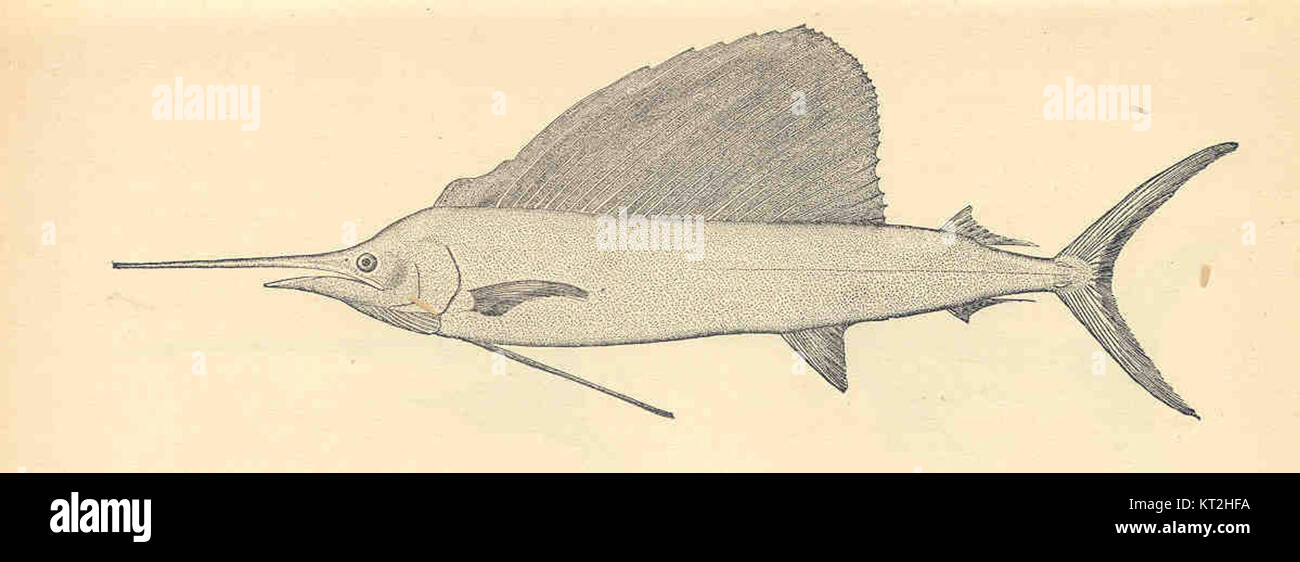 The American Sailfish (Histiophorus americanus) is known for its long ...