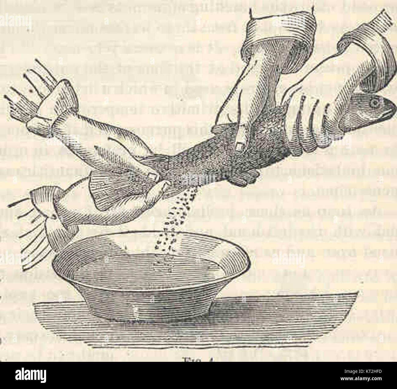 Fertilization In Animals Drawing