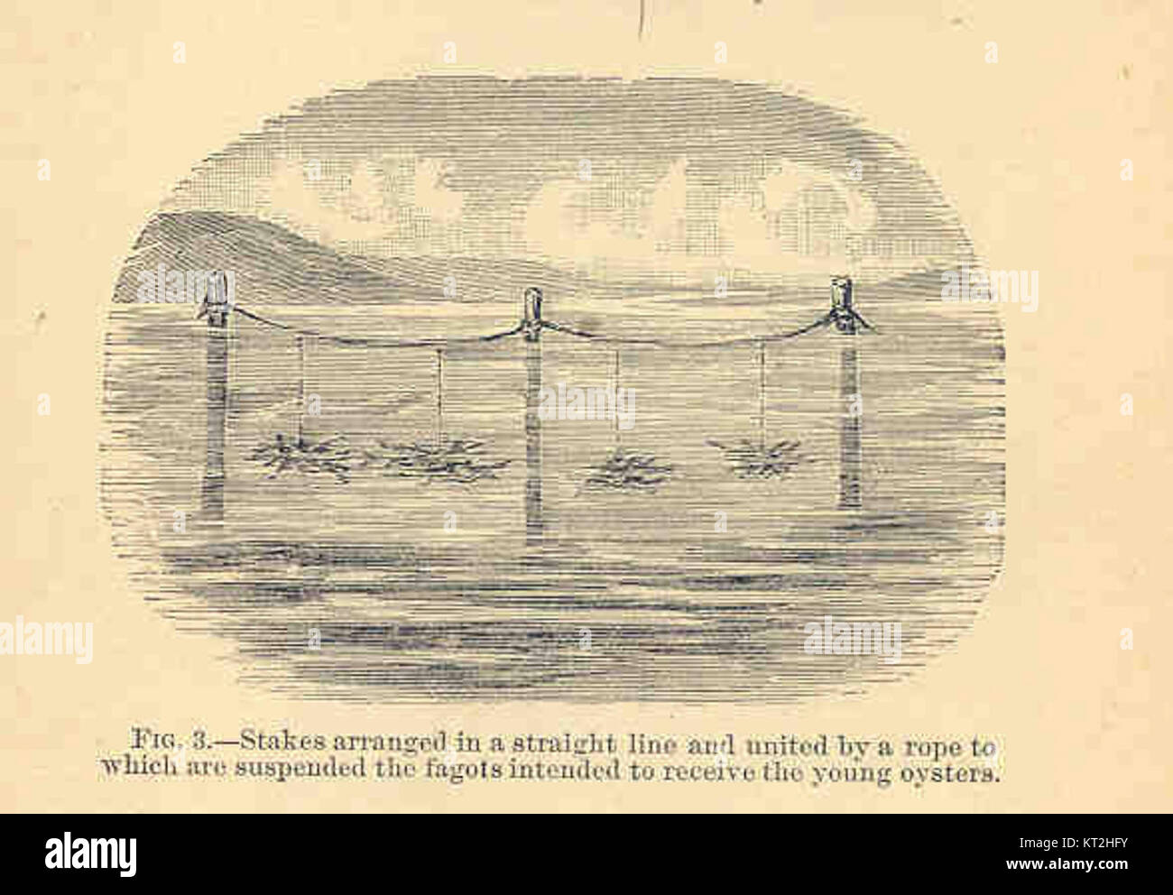 This setup consists of stakes arranged in a straight line, with a rope ...