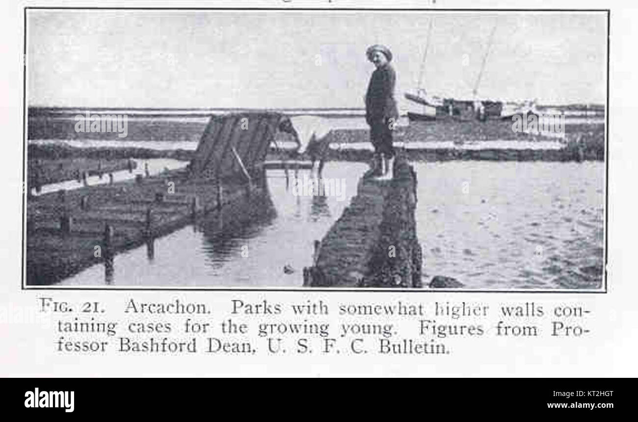 The Arcachon Parks feature higher walls that enclose cases designed to ...