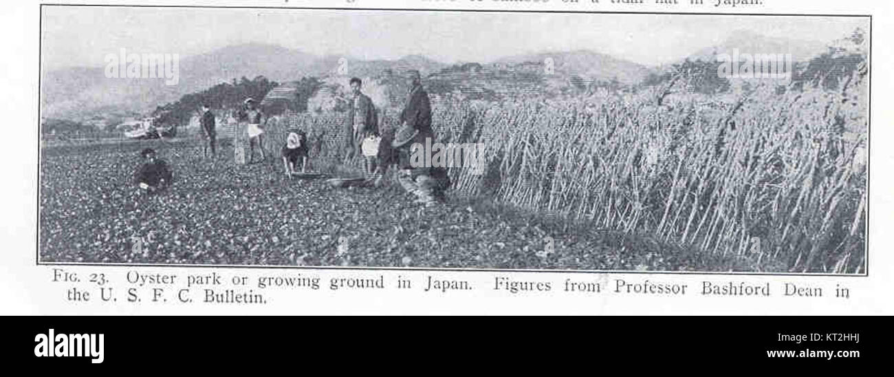 Oyster park or growing grounds in Japan refer to designated areas used ...