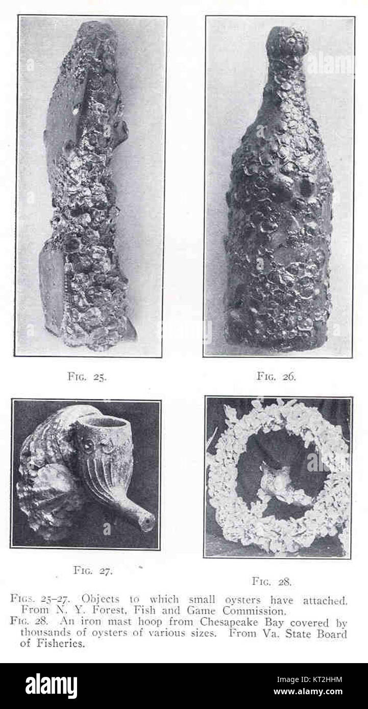 This image shows objects to which small oysters have attached ...