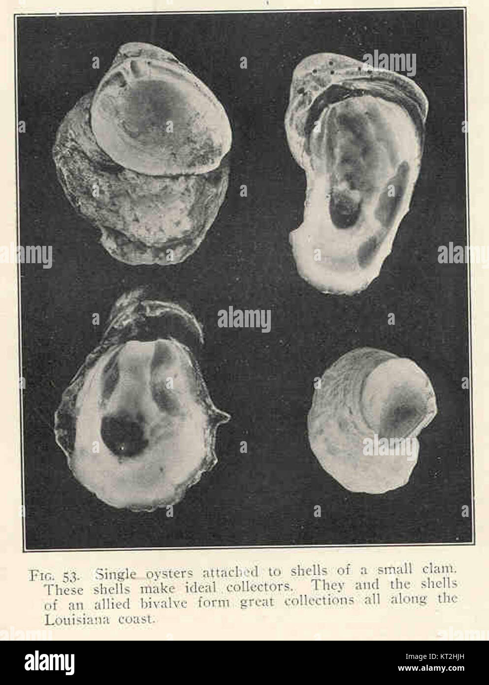 This image depicts single oysters attached to the shells of a small ...