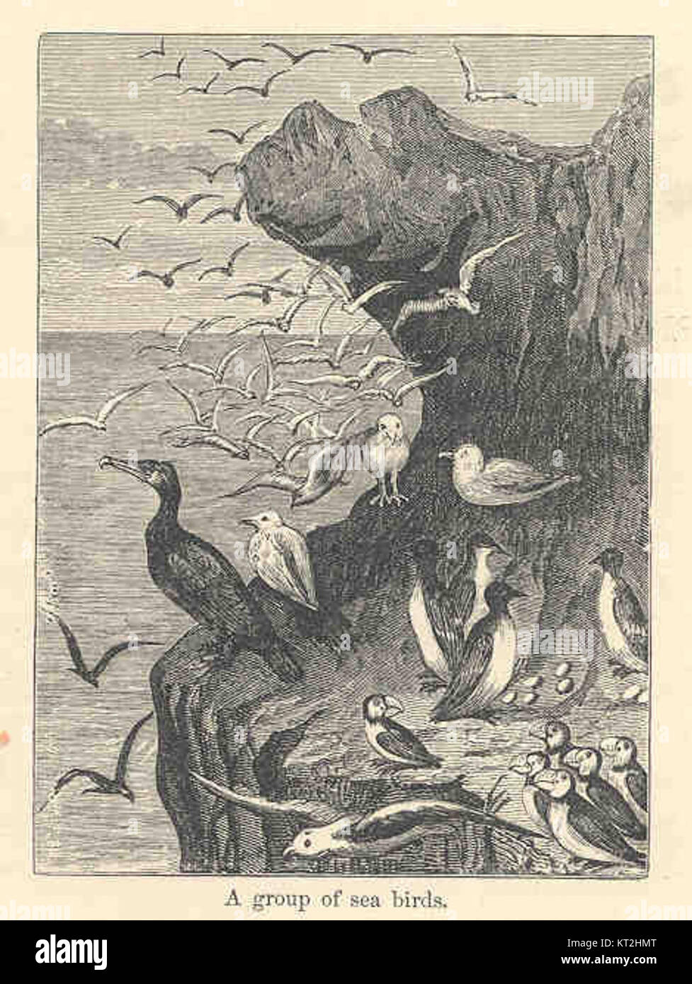 A group of sea birds in their natural coastal habitat, captured in this ...