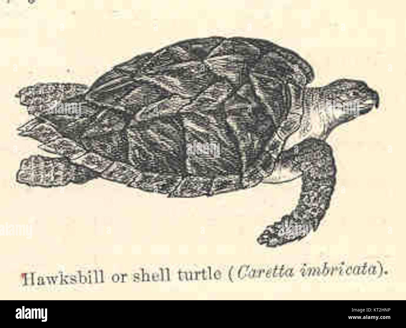 The Hawksbill turtle (Caretta imbricata) is a critically endangered ...