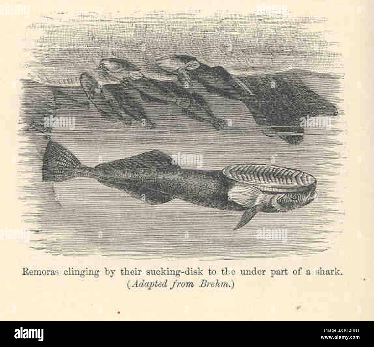 Shark sucking hi-res stock photography and images - Alamy