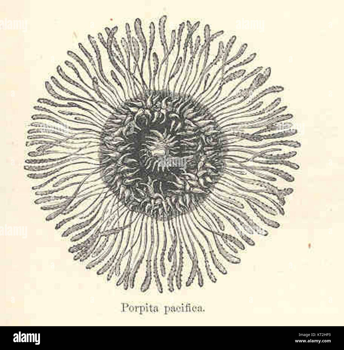 Porpita hi-res stock photography and images - Alamy