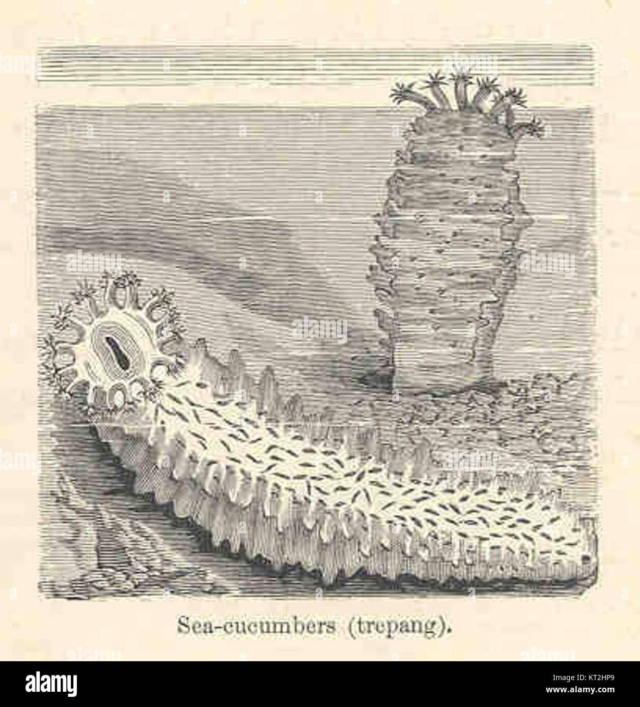 Trepang High Resolution Stock Photography and Images - Alamy