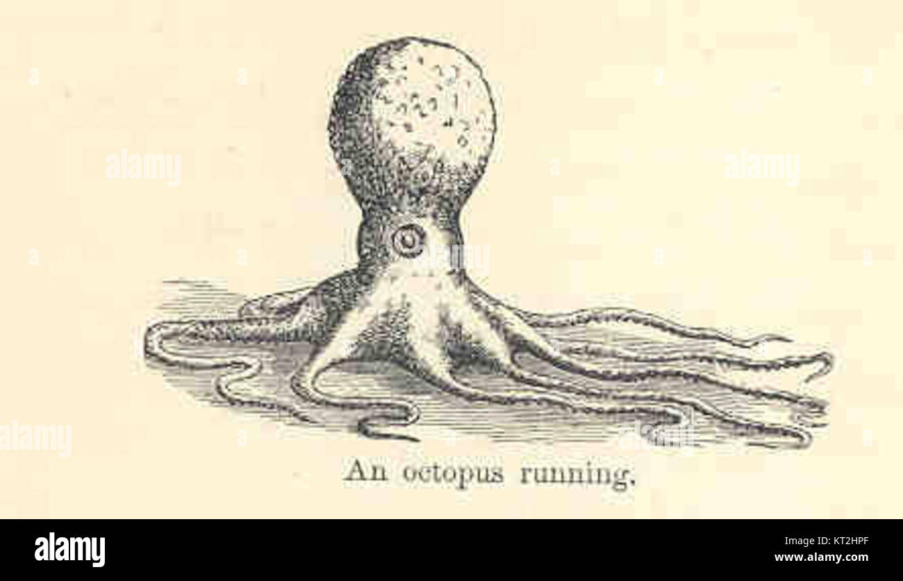 '35336 Octopus Running' depicts a dynamic and stylized image of an ...