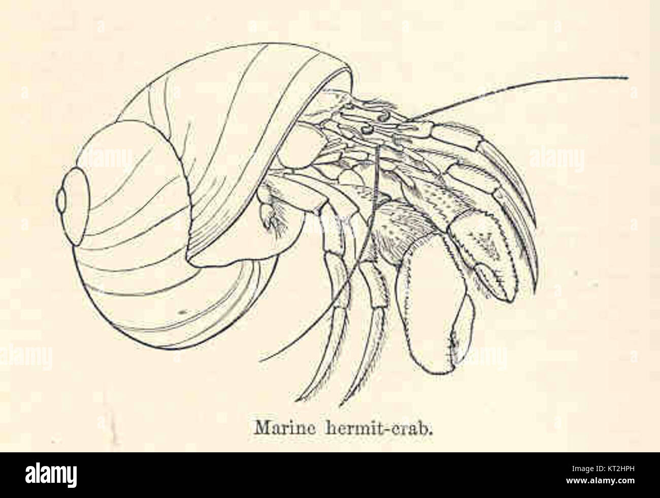 The marine hermit crab is a species known for inhabiting discarded ...