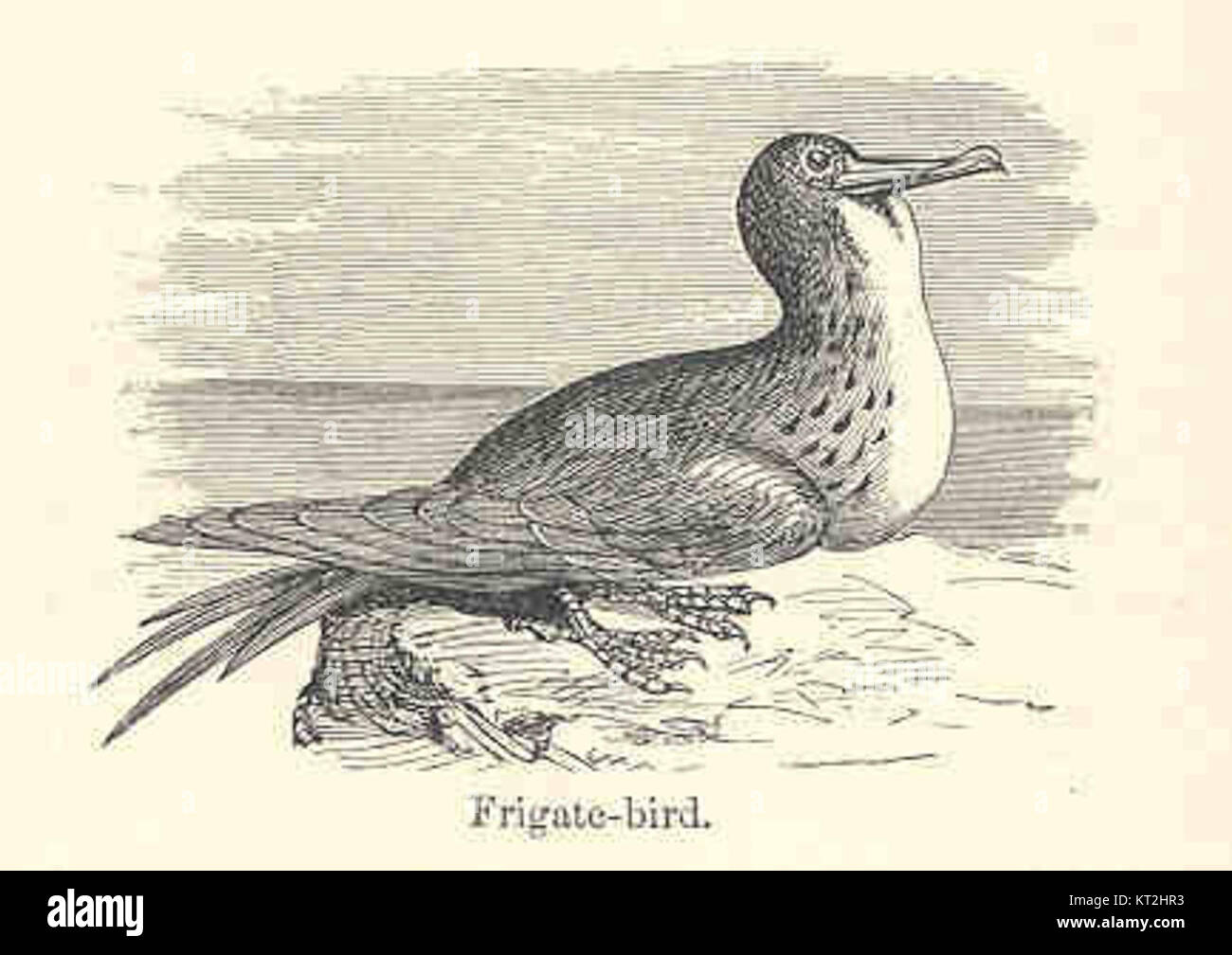 The Frigate-bird, identified by its scientific number 35349, is a ...