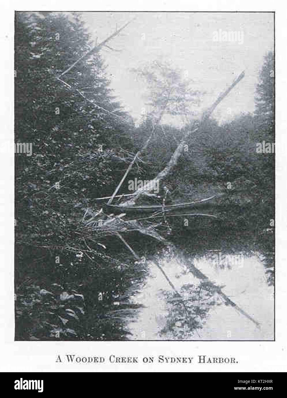 Australian greenery Cut Out Stock Images & Pictures - Alamy