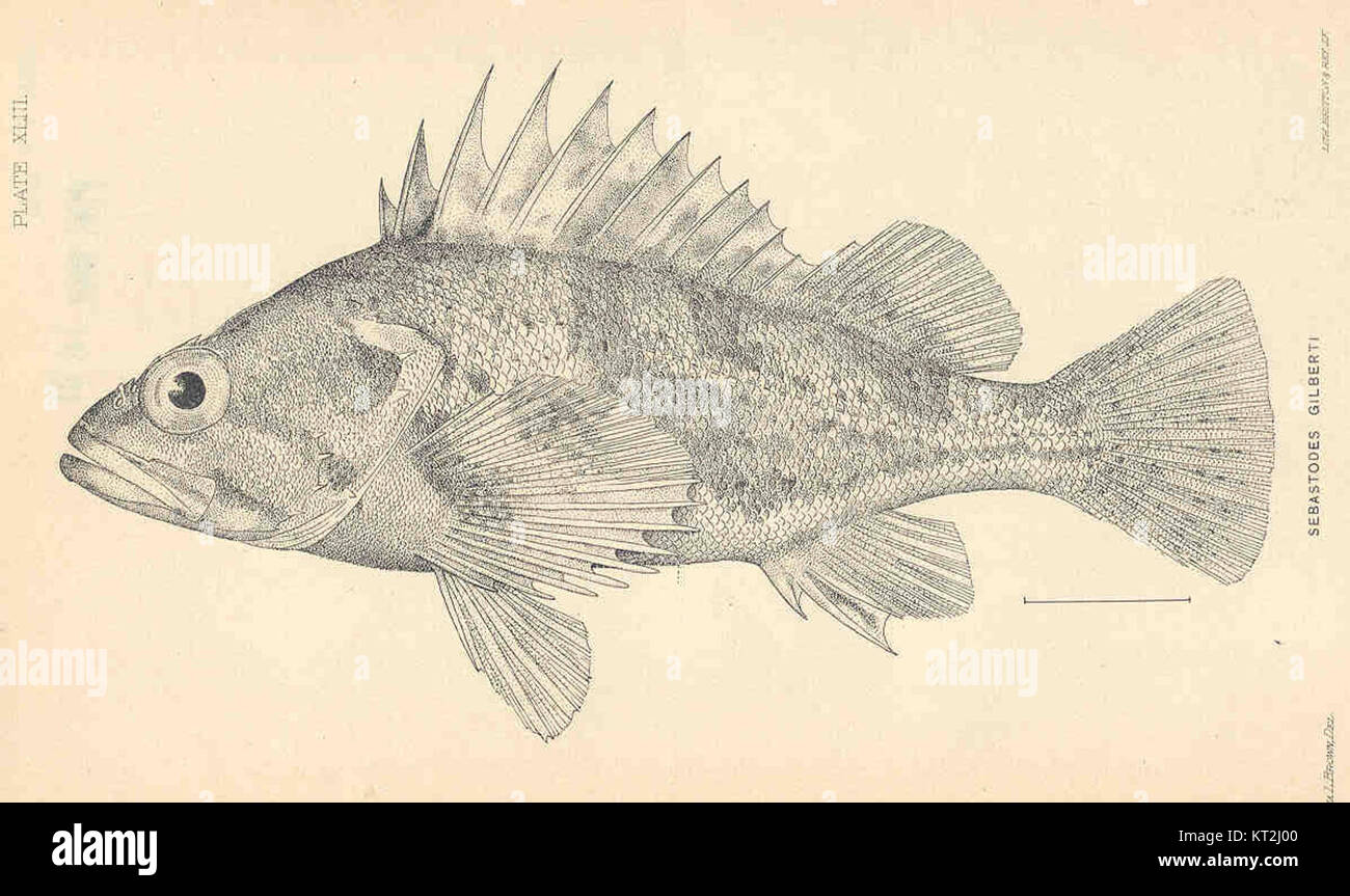35449 Sebastodes gilberti Stock Photo - Alamy
