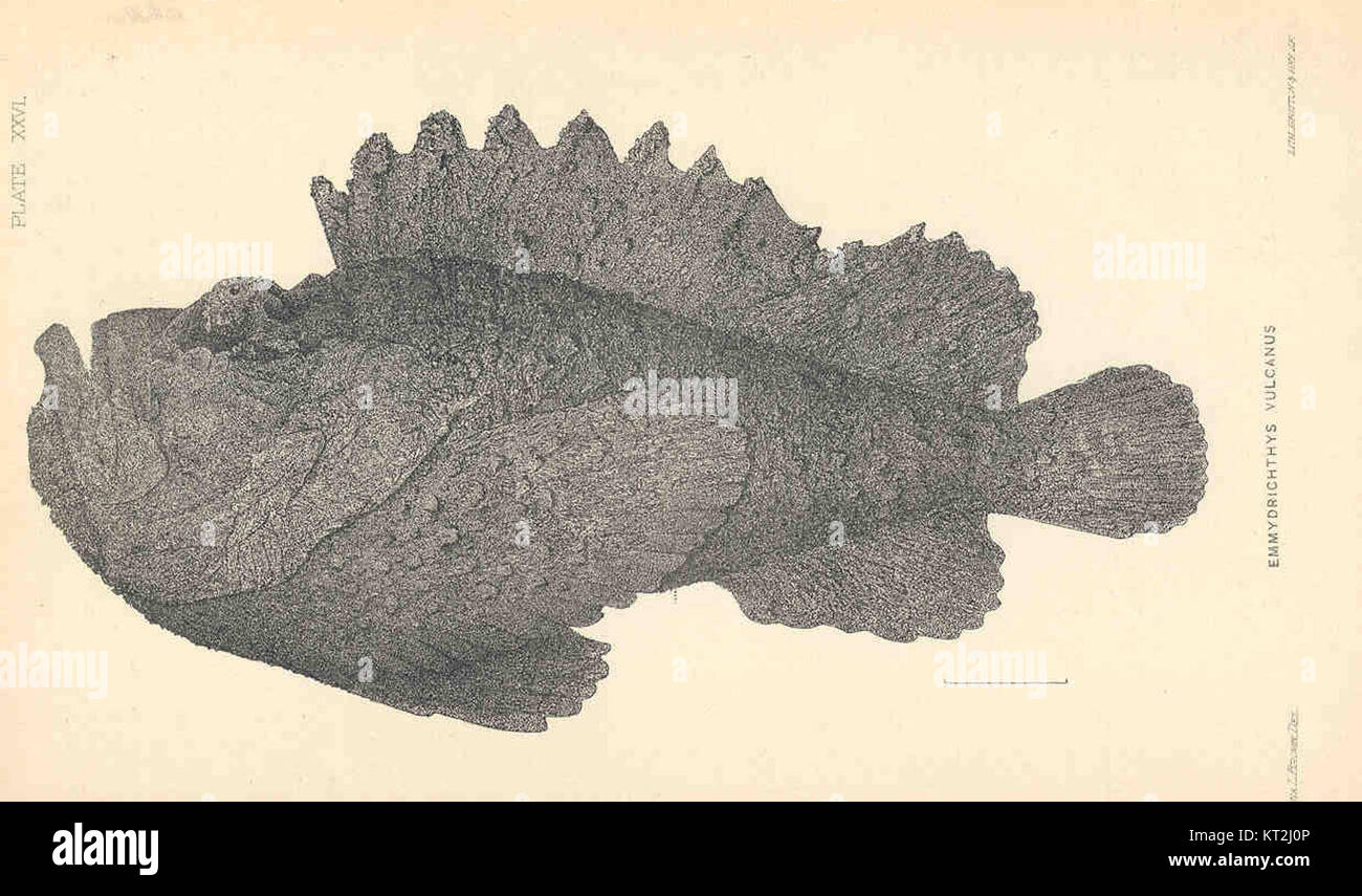 Vulcanus vulcanus hi-res stock photography and images - Alamy