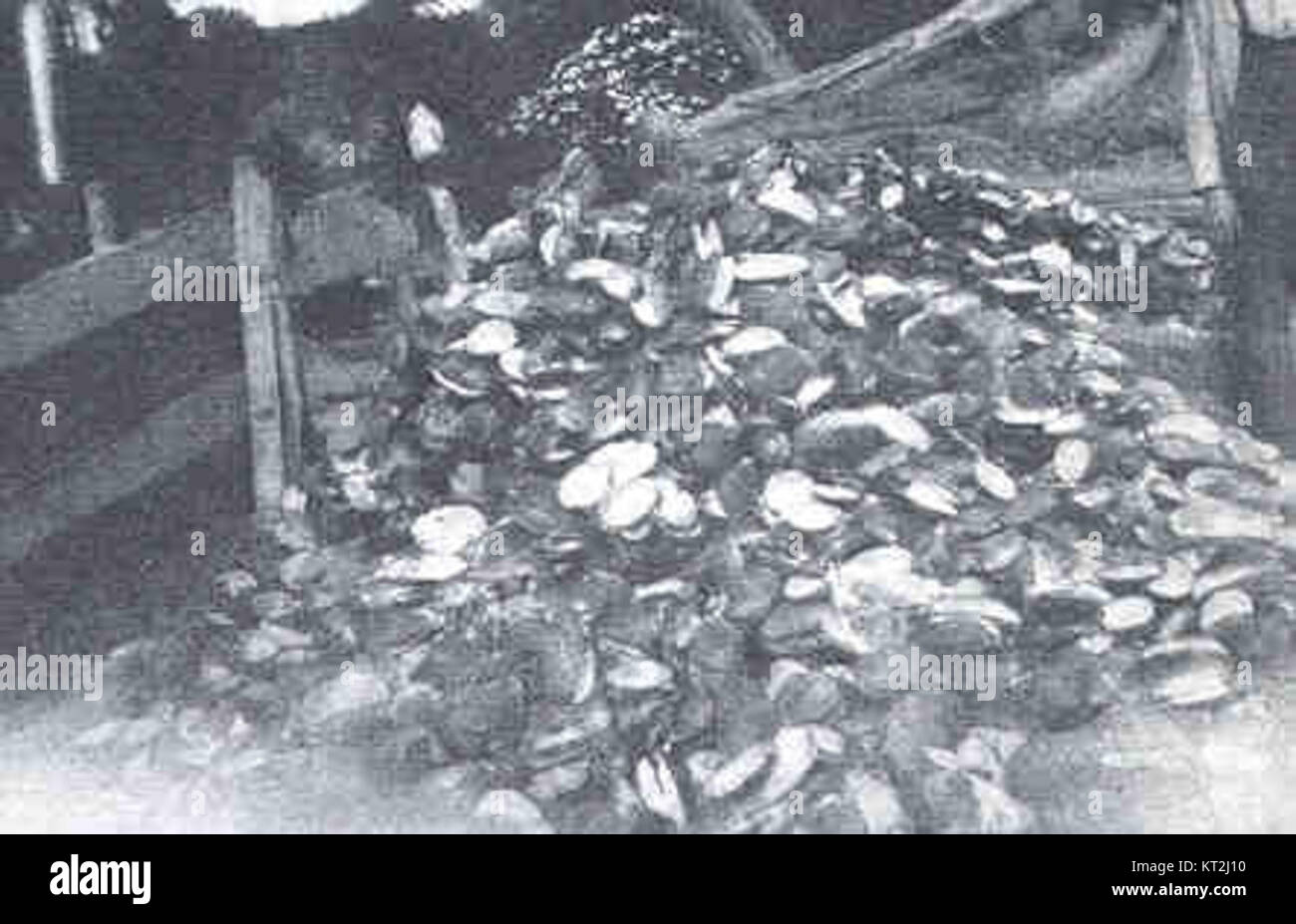 This pile of shells, primarily from the species Lampsilis ligamentinus ...