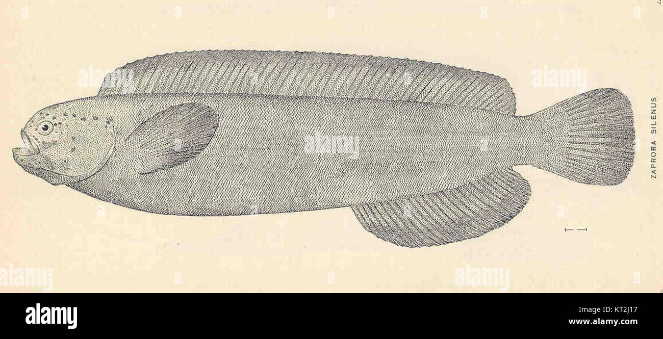 Zaprora silenus hi-res stock photography and images - Alamy