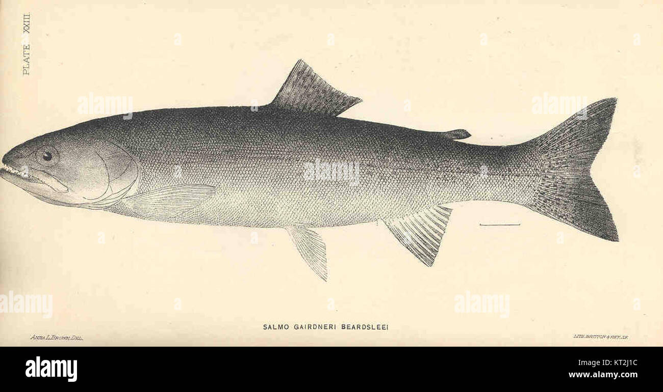 Rainbow trout subspecies hi-res stock photography and images - Alamy
