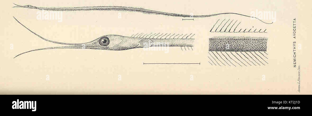 Nemichthys hi-res stock photography and images - Alamy