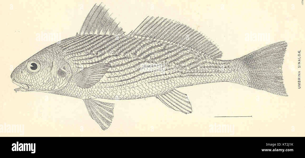 Eastern pacific ocean fish hi-res stock photography and images - Alamy