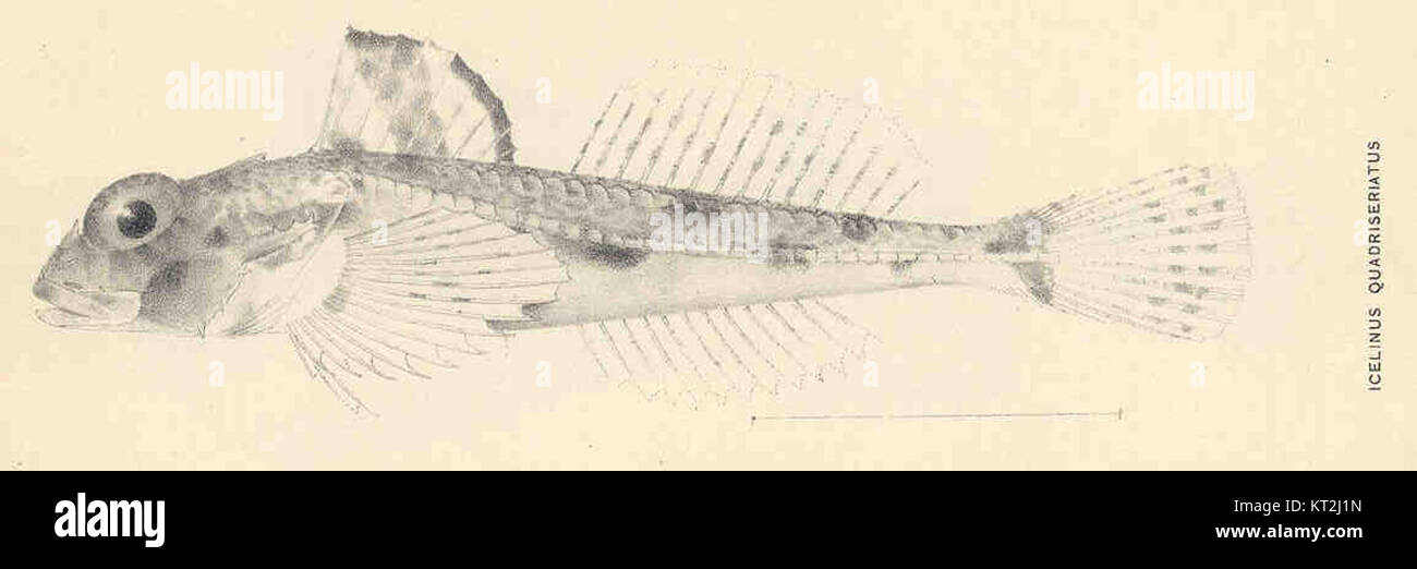 Icelinus quadriseriatus hi-res stock photography and images - Alamy