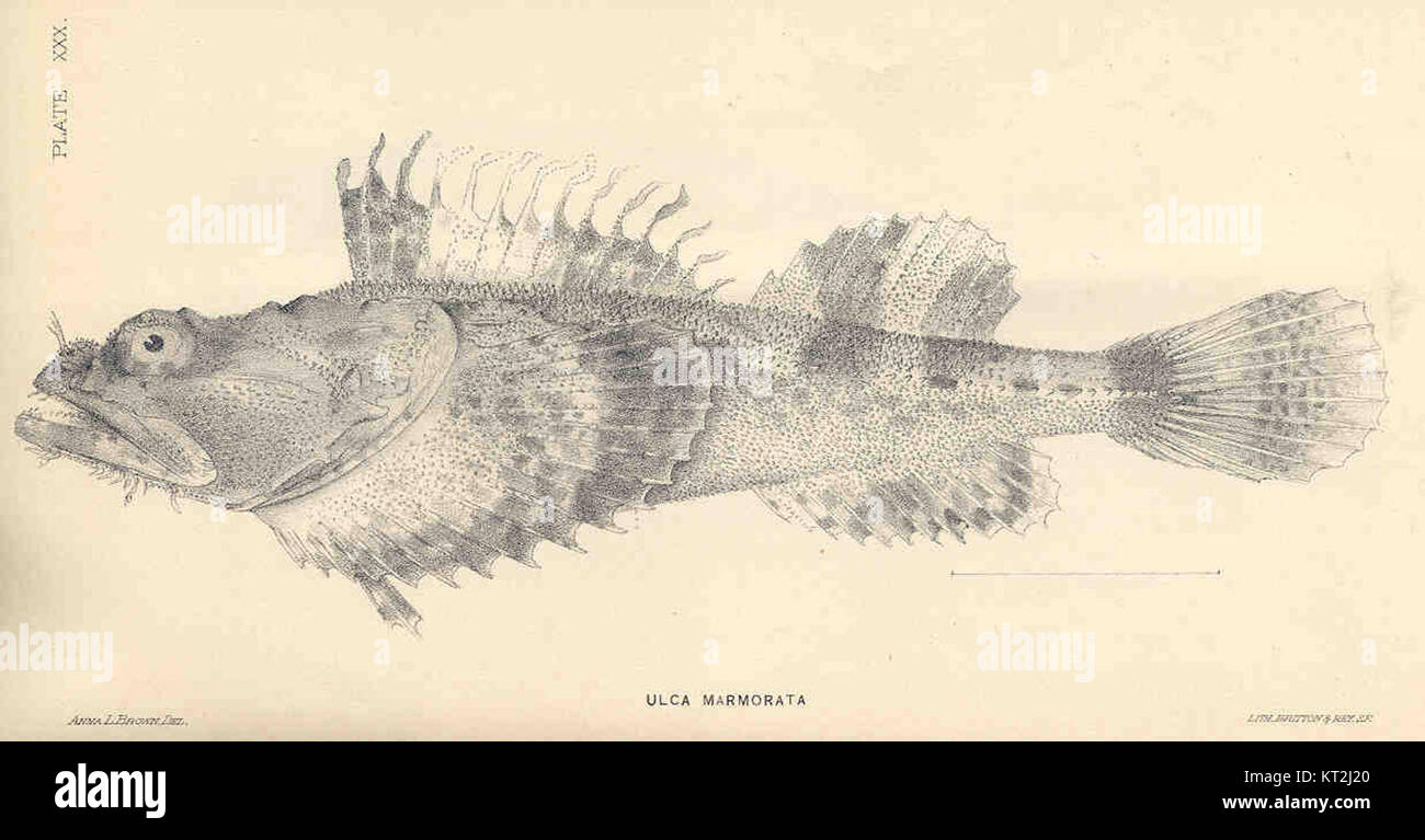 35503 Ulca marmorata is the scientific name for a species of fish in ...