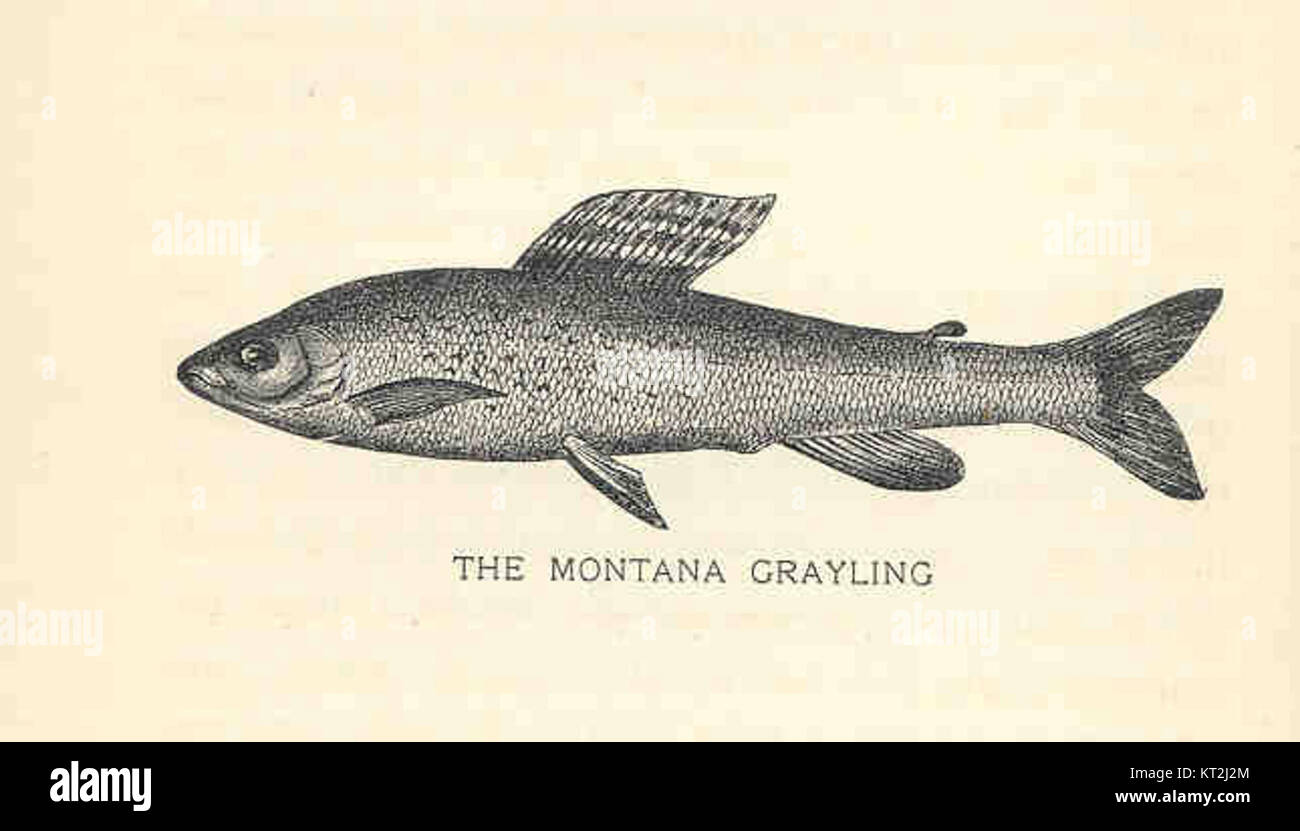 The Montana Grayling is a species of freshwater fish, known for its ...