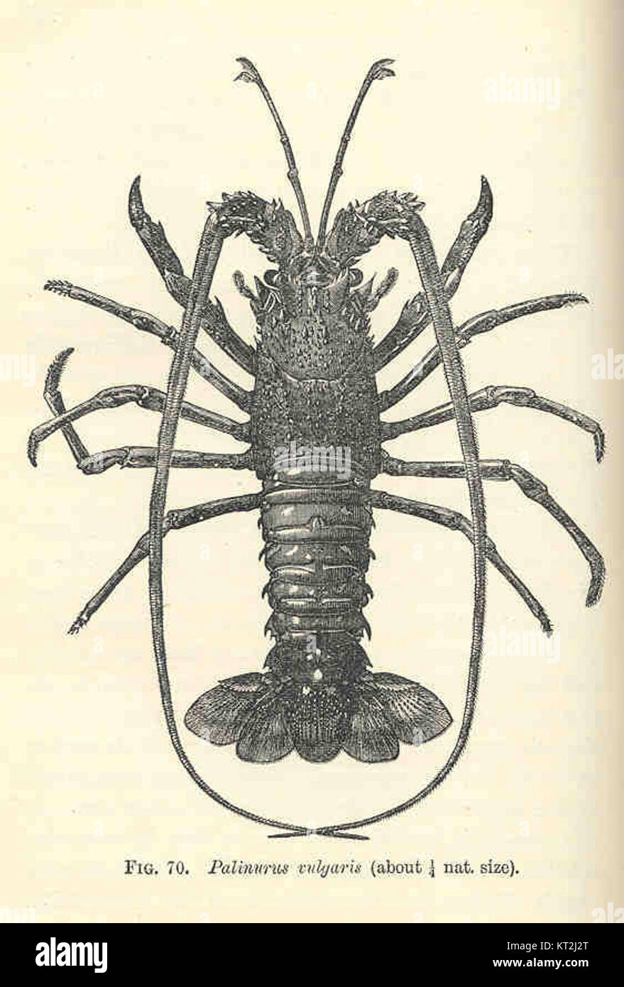 Spiny lobster in the mediterranean sea hi-res stock photography and ...