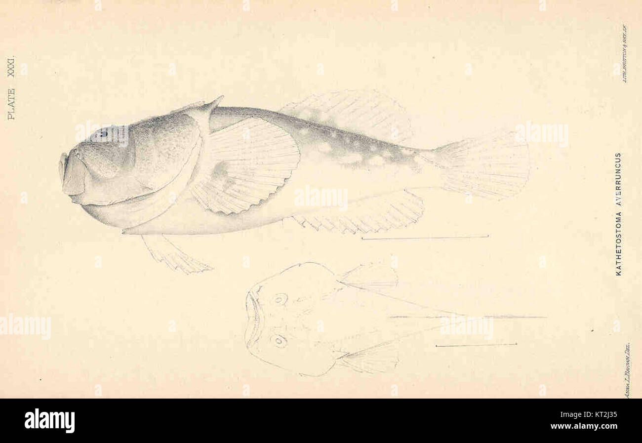 35504 Kathetostoma averruncus Stock Photo - Alamy