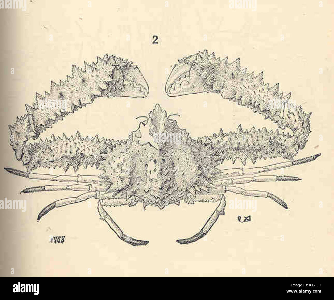 Lambrus hi-res stock photography and images - Alamy